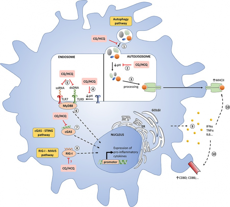 IDROSSICLOROCHINA: antivirale, immunomodulatrice e anti-infiammatoria ...